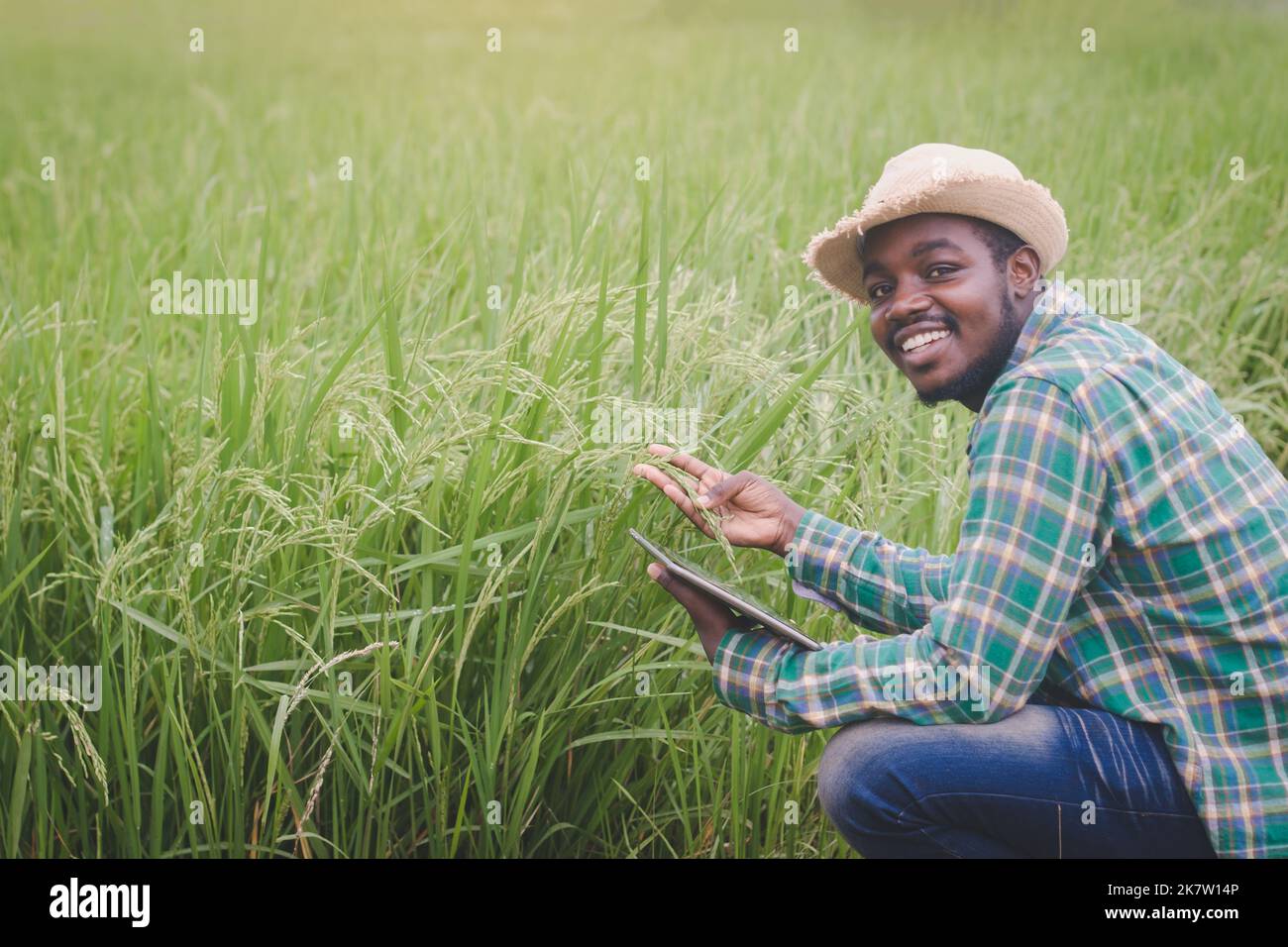African farmer using tablet for research leaves of rice in organic farm ...