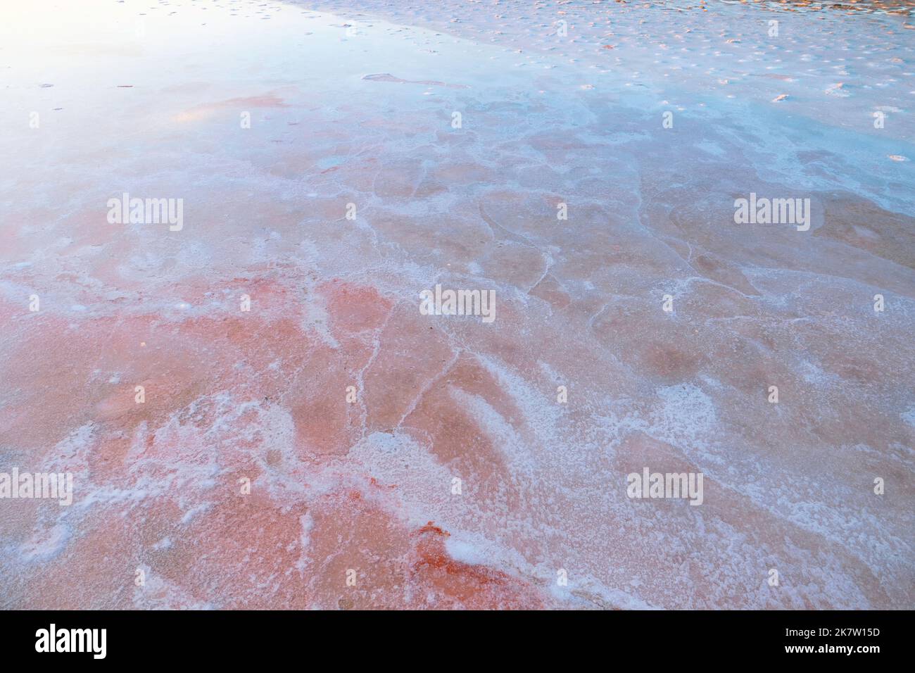Pink and white salt lake surface. Algae bloom. Nature or environment or ...