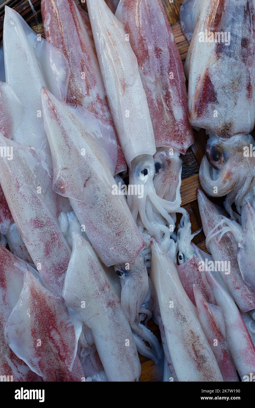 Raw baby squid in seafood market. Sea food concept Stock Photo - Alamy