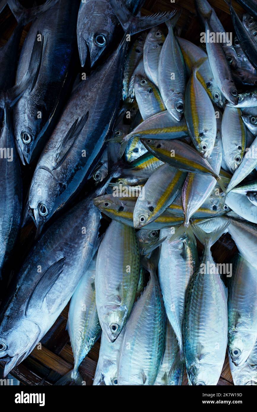 Yellowstripe scad, Selaroides leptolepis, also known as the ...