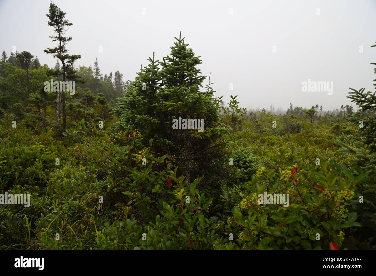 Central grove provincial park hi-res stock photography and images - Alamy