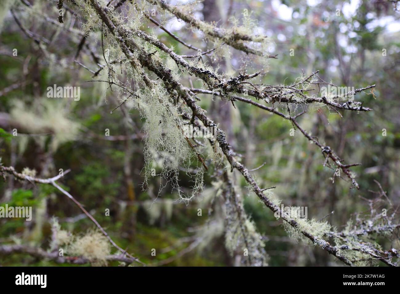 Central grove provincial park hi-res stock photography and images - Alamy