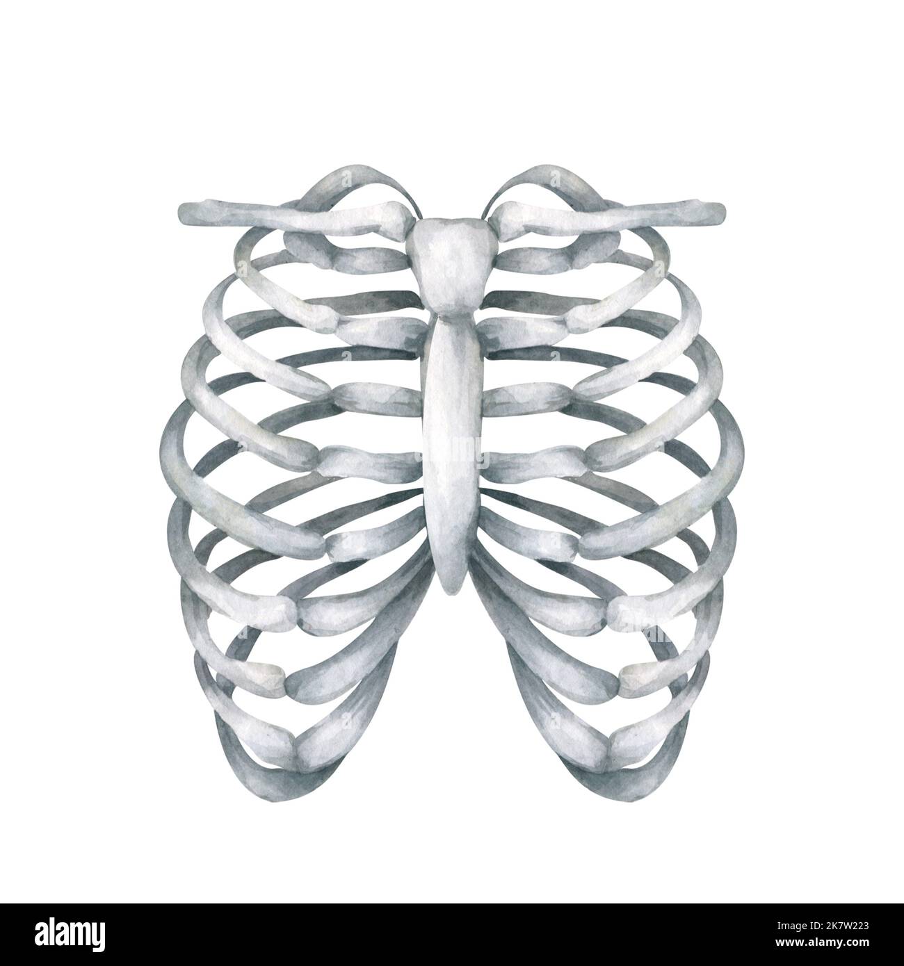 Ribs anatomical watercolor illustration. Medicine, human anatomy Stock ...