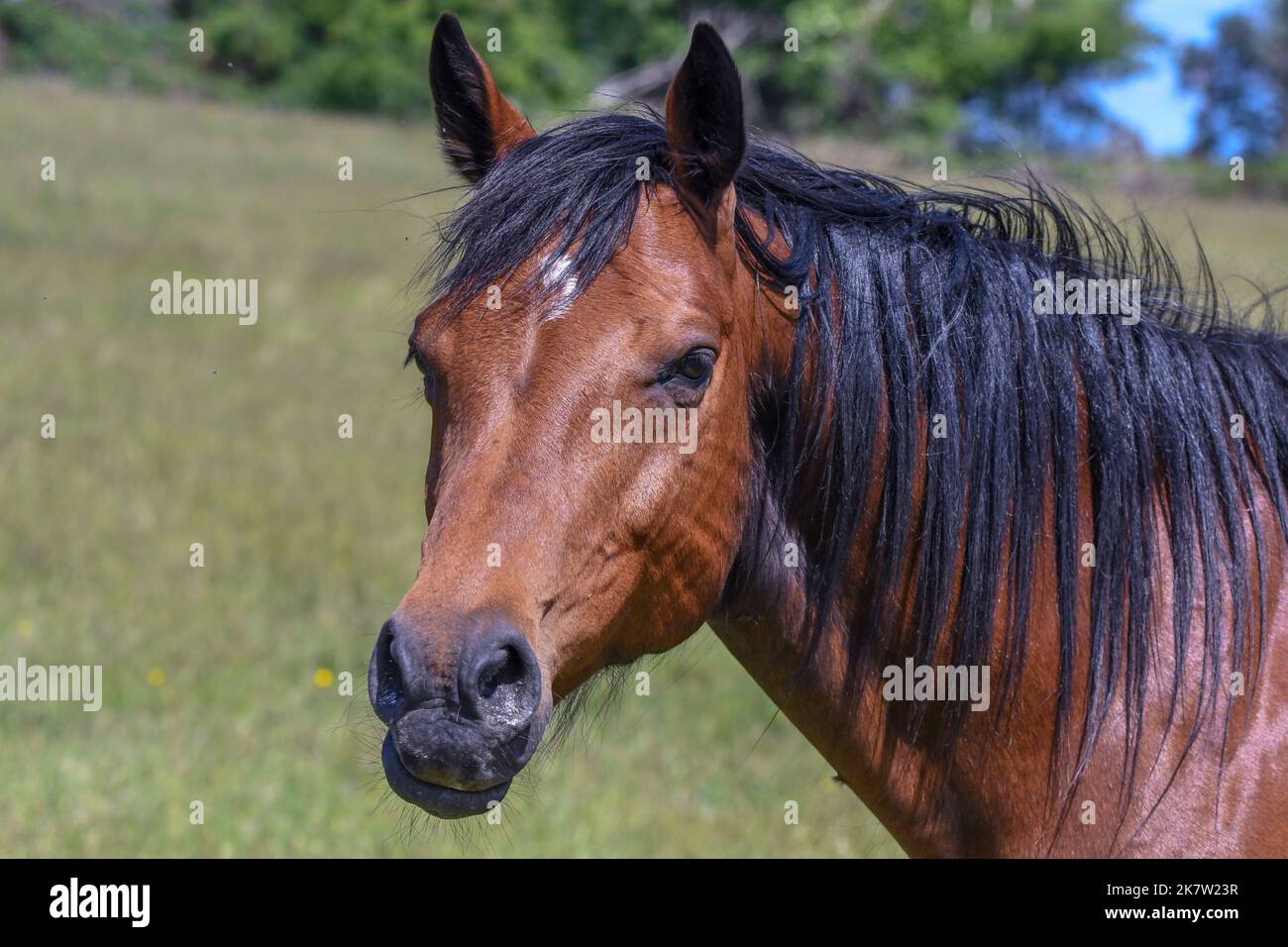 French Trotter Horse Stock Photo - Alamy