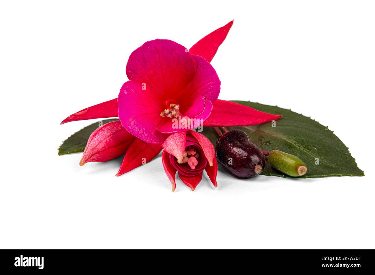 Fuchsia flowers isolated on a white background, macro photography Stock ...