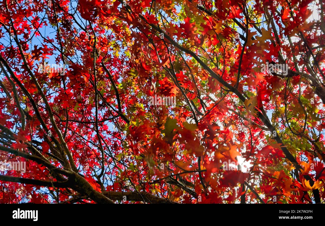 Autumn Leaves II Stock Photo - Alamy