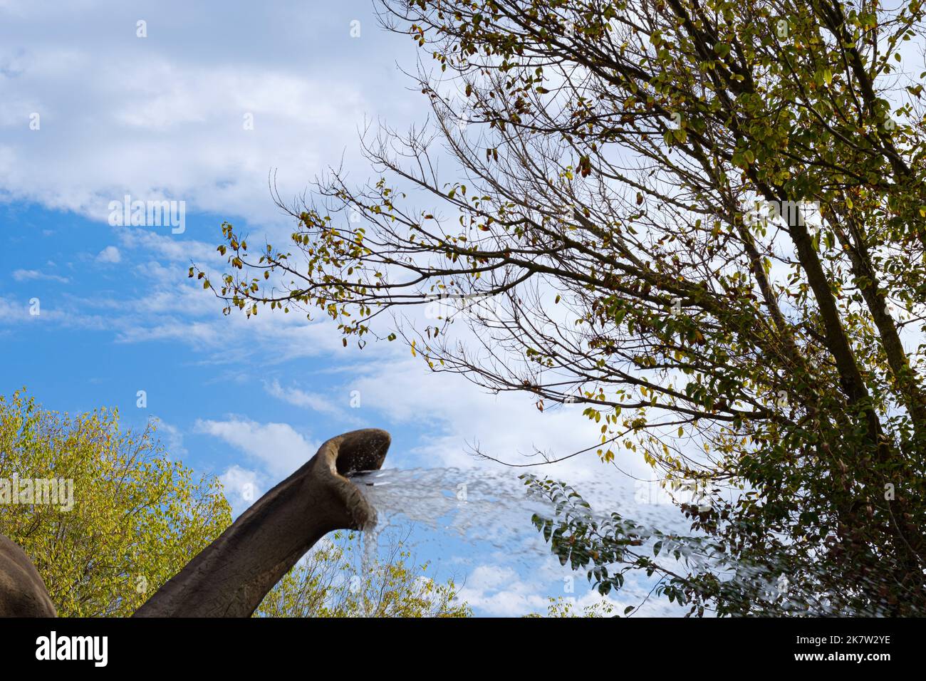 Elephant trunk throwing water on a tropical landscape with trees and a ...