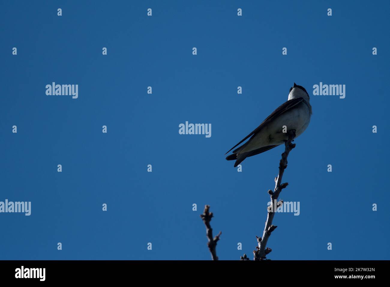 Tree Swallow perched atop a tre branch with clear blue sky Stock Photo ...