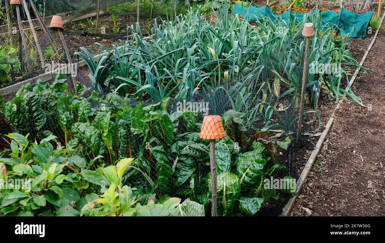 Autumn vegetables growing in an English allotment - John Gollop Stock ...