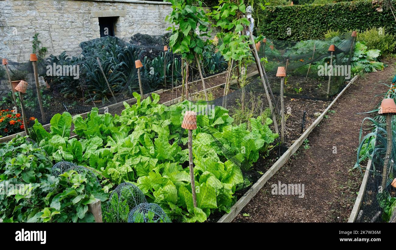 Protecting garden vegetables hi-res stock photography and images - Alamy