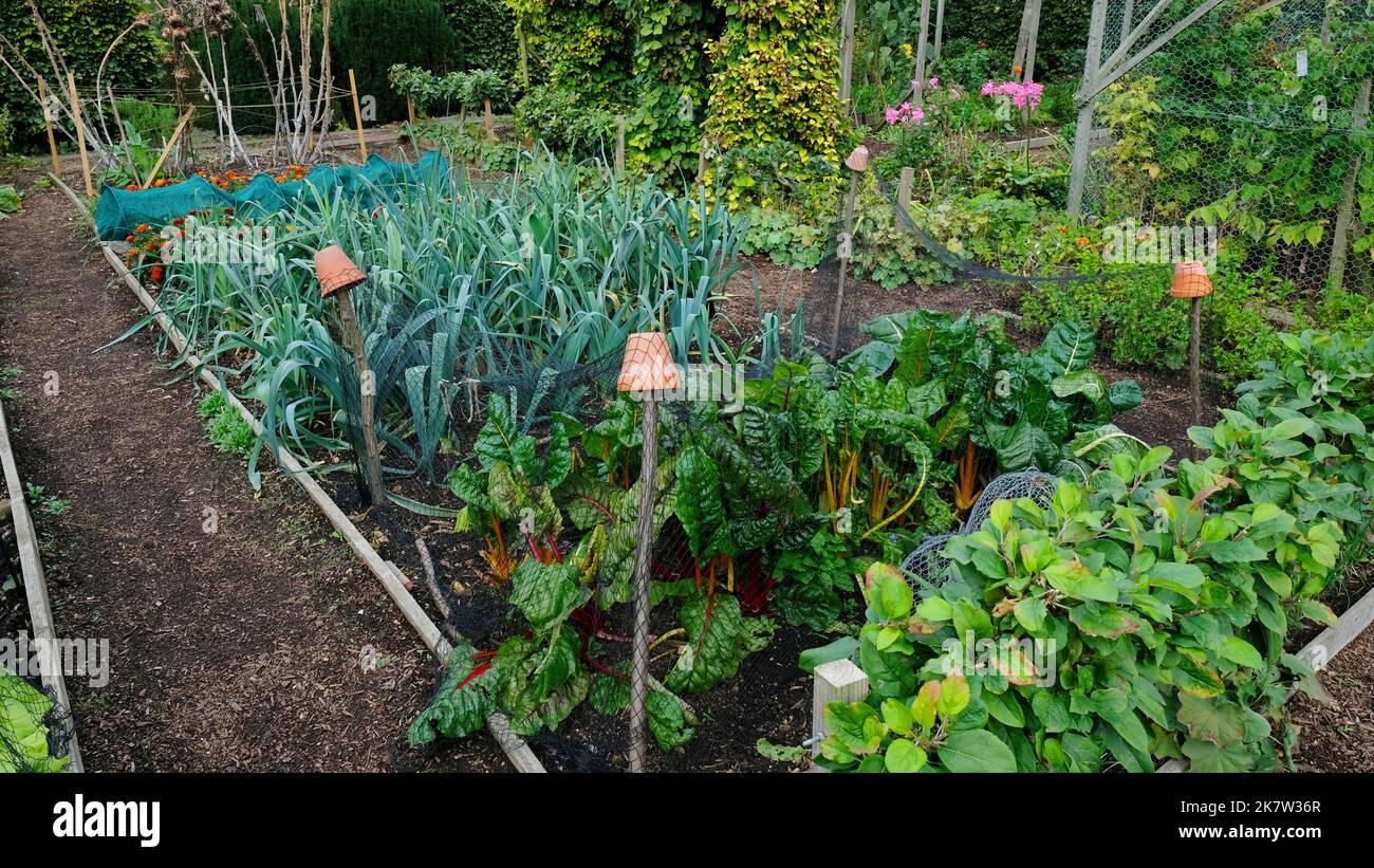 Autumn vegetables growing in an English allotment - John Gollop Stock ...