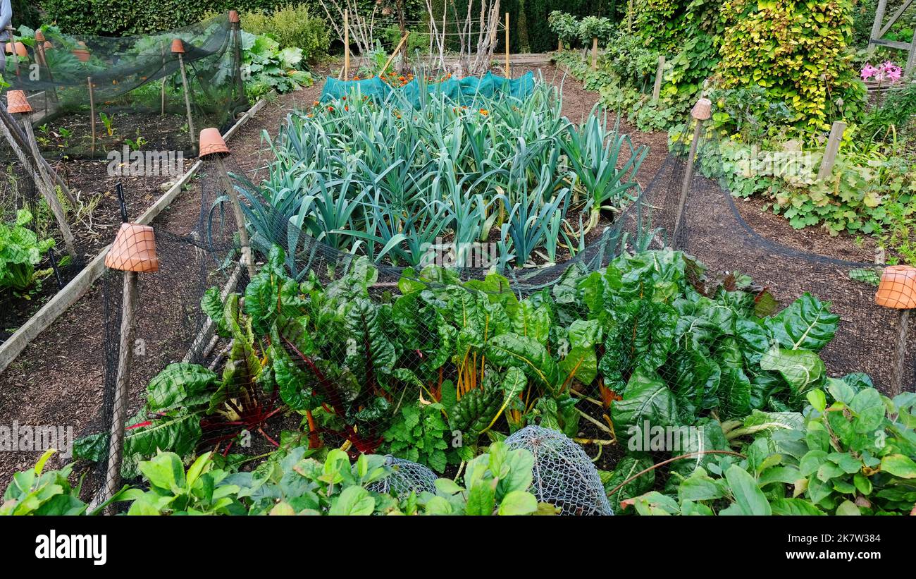 Protecting garden vegetables hi-res stock photography and images - Alamy