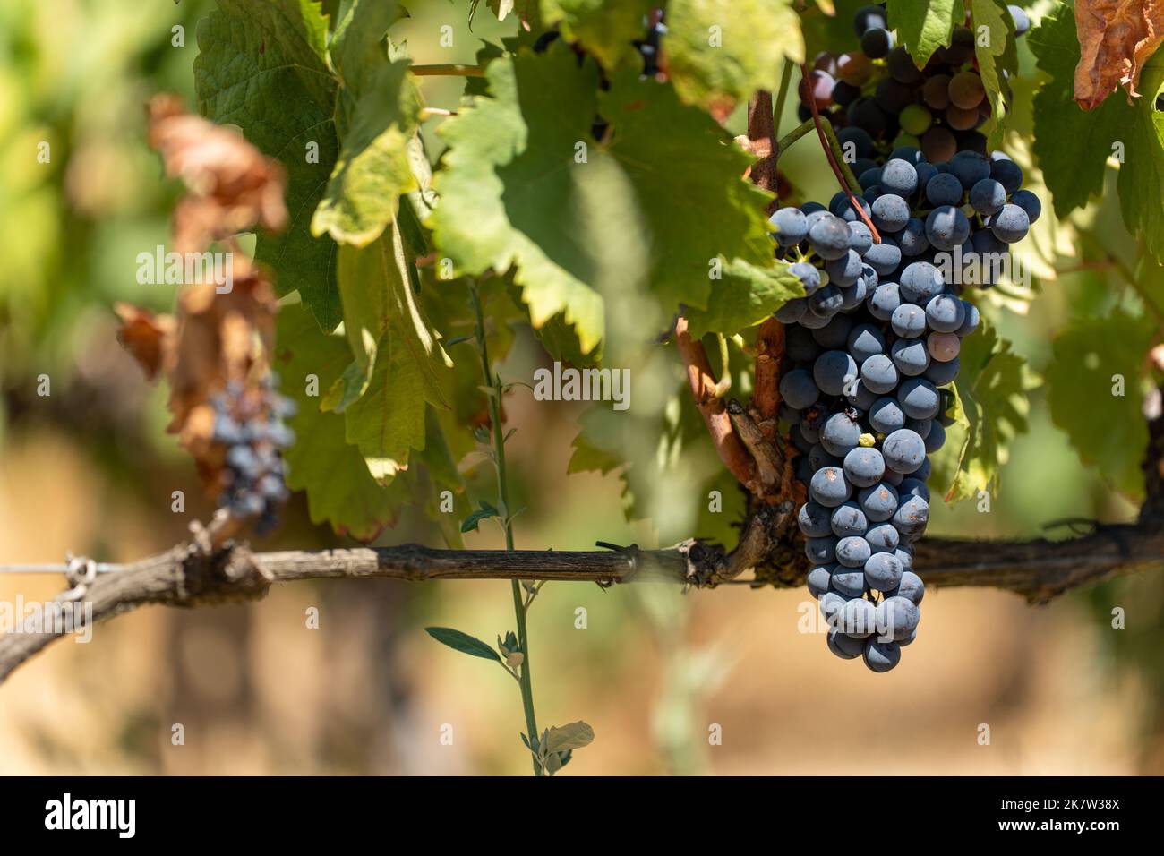 Clusters of red wine grapes growing in vineyard Stock Photo - Alamy