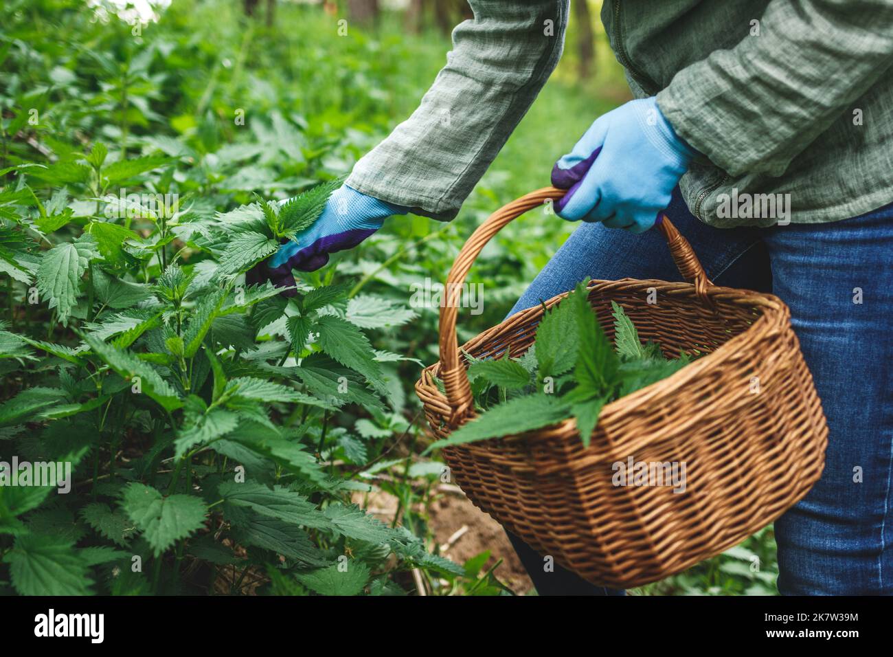 Harvesting stinging nettle at springtime. Woman with gardening gloves ...