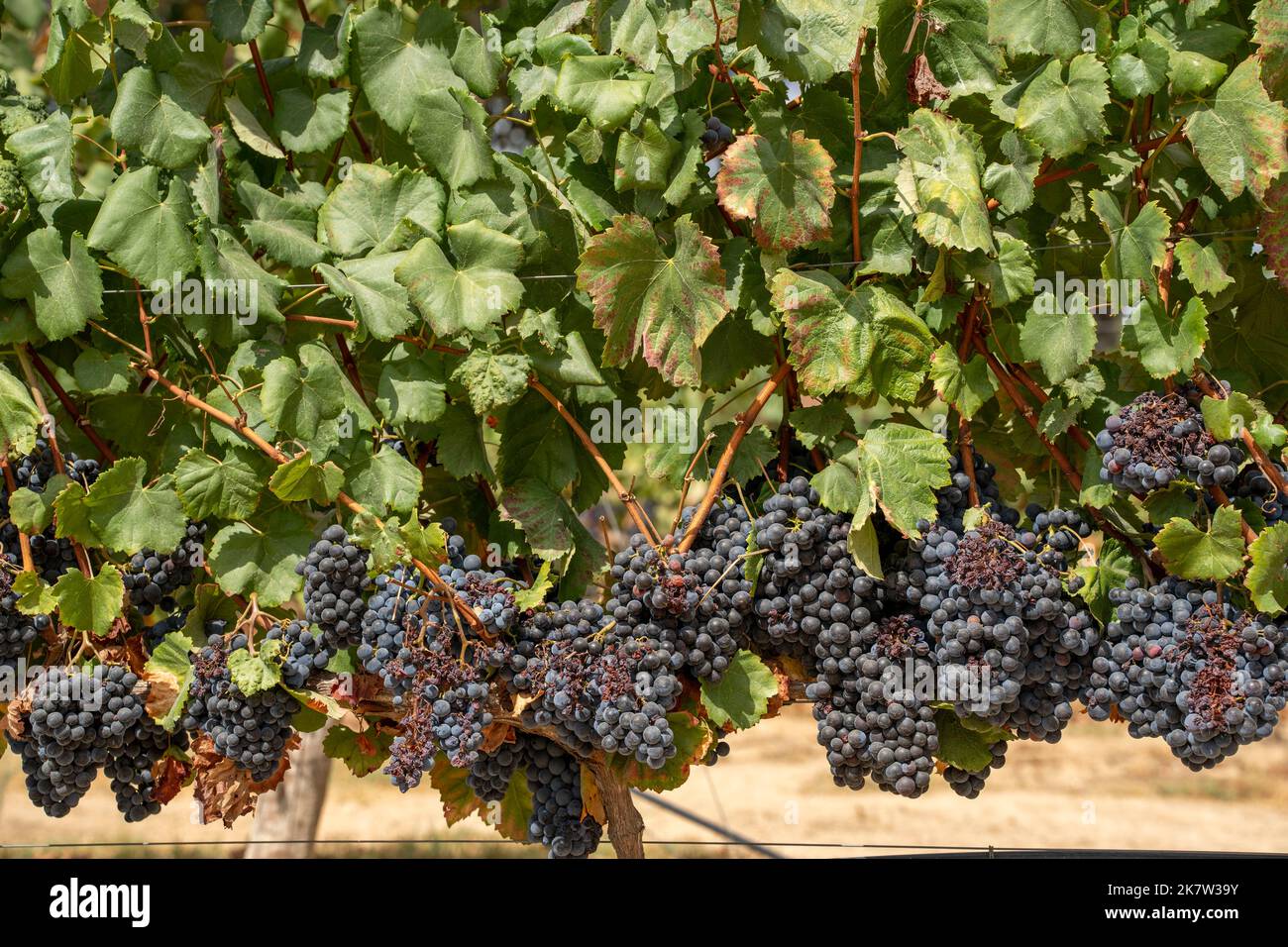 Clusters of red wine grapes growing in vineyard Stock Photo - Alamy