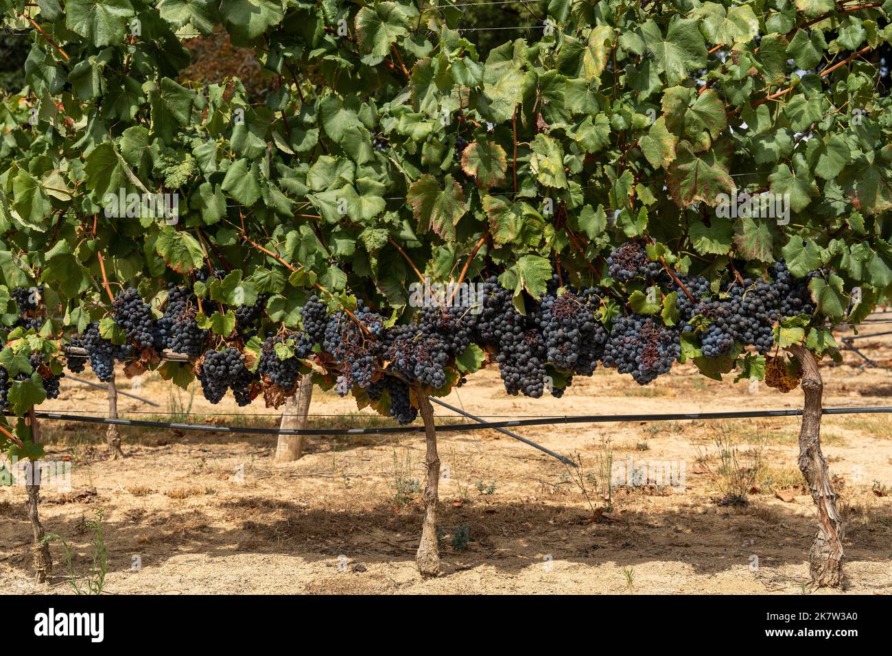 Red grapes for making hi-res stock photography and images - Alamy