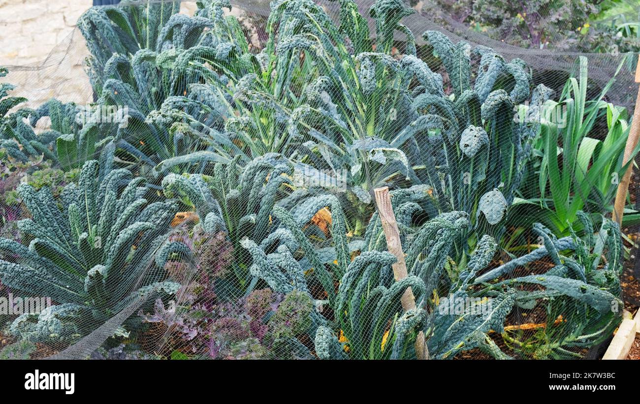 Protecting garden vegetables hi-res stock photography and images - Alamy