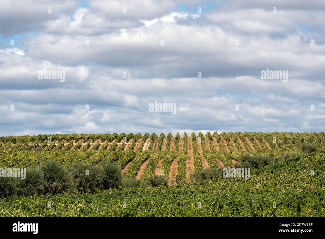 Vine rows on a vineyard Stock Photo - Alamy