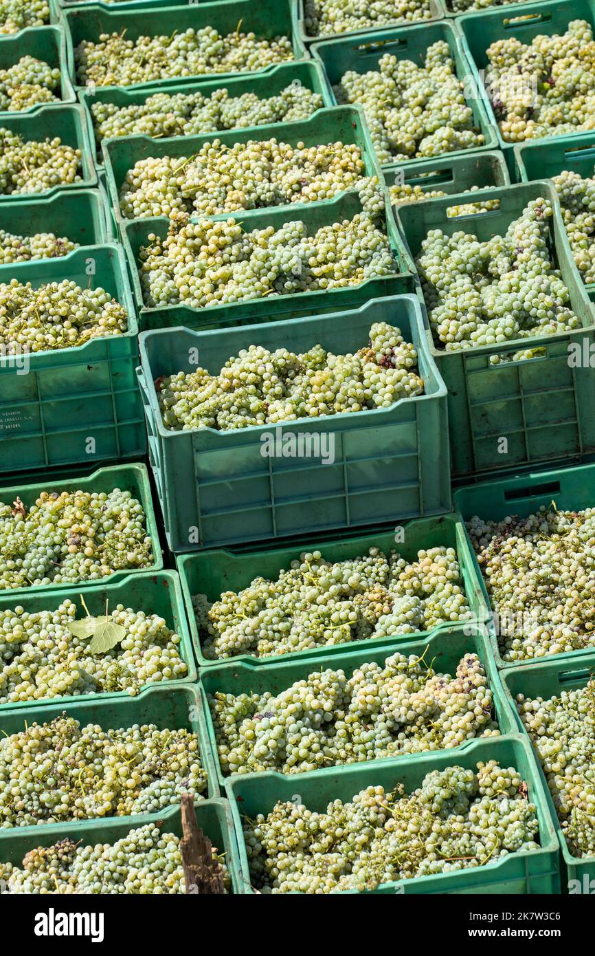 Crates of grape hi-res stock photography and images - Alamy