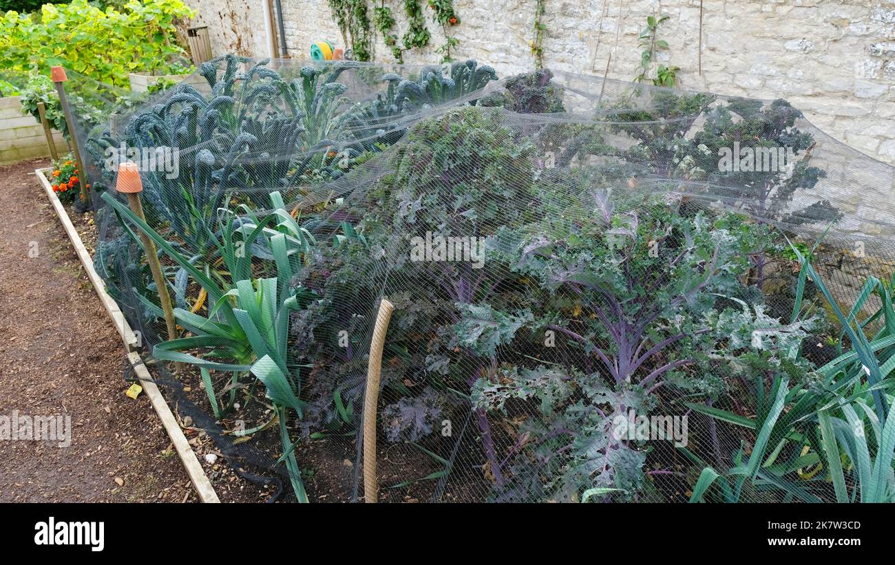 Protecting garden vegetables hi-res stock photography and images - Alamy