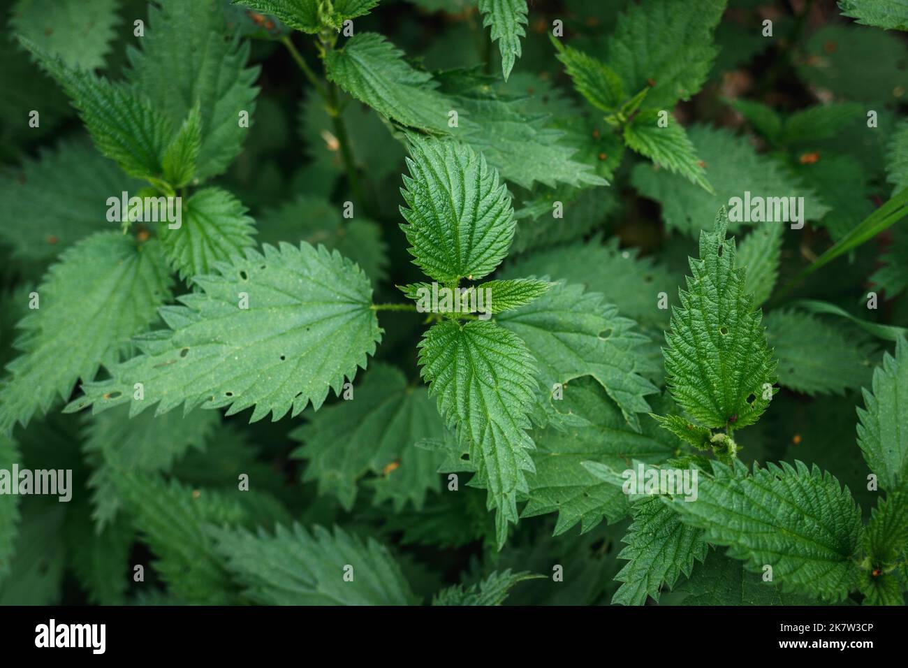 Stinging nettle plant for herbal medicine. Fresh green leaves. Top view ...