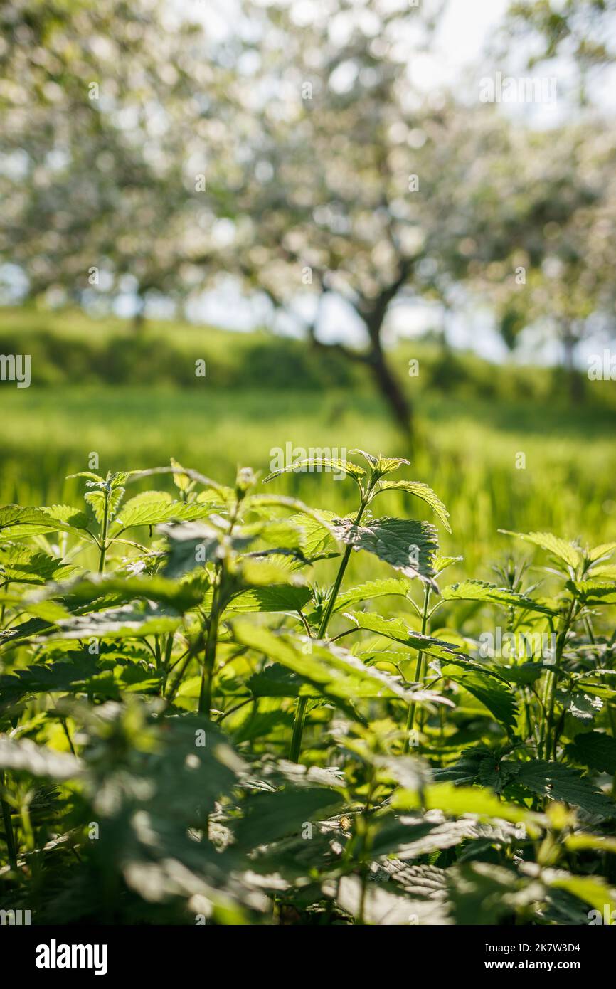 Stinging nettle plants in sunlight. Blooming tree in spring garden as ...