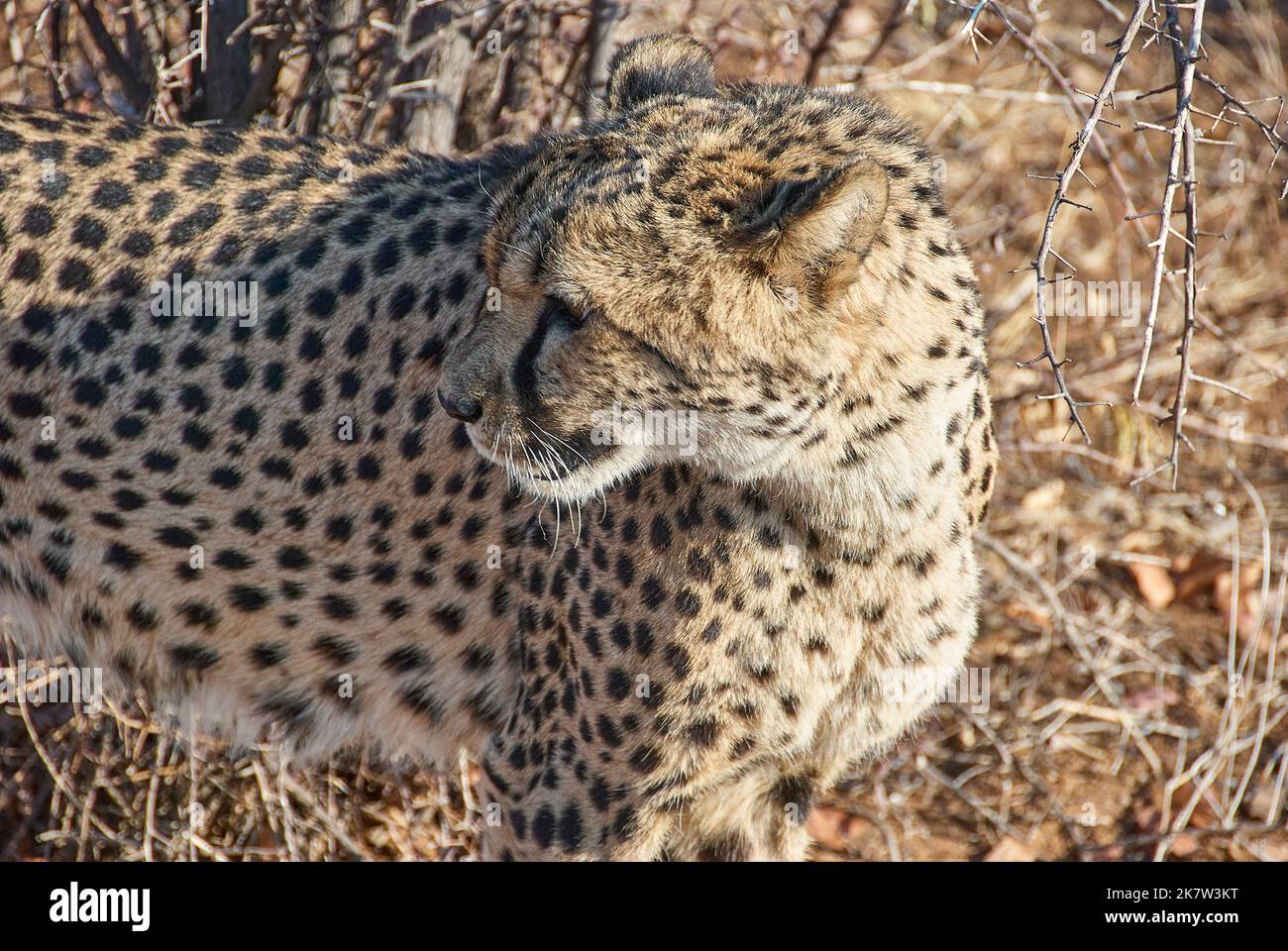 Cheetah kept in a refuge in Namibia Stock Photo - Alamy