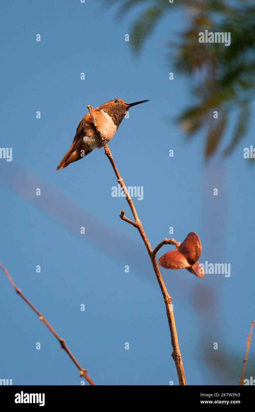Rufous Hummingbird atop a tree branch in California Stock Photo - Alamy