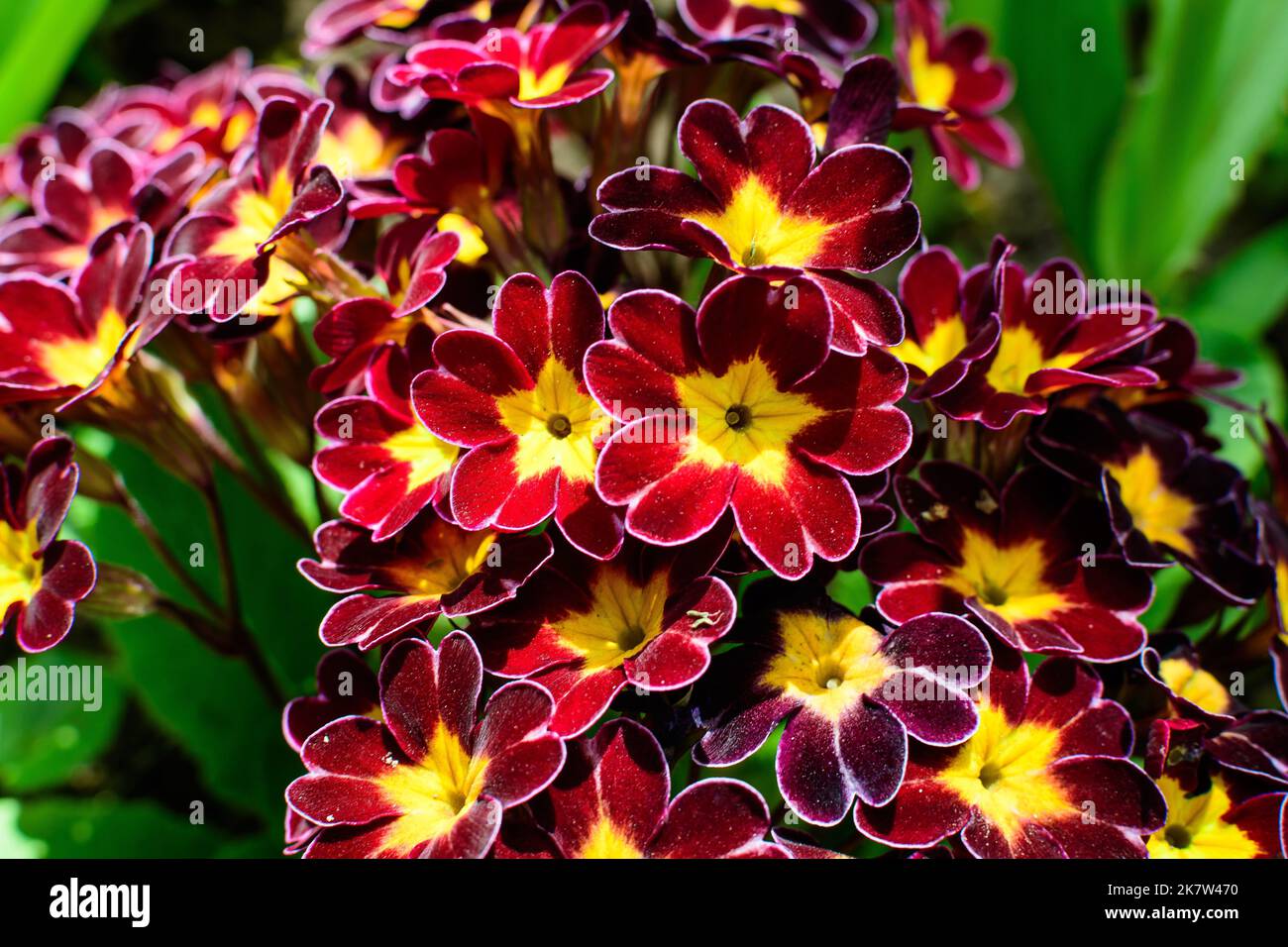 Many vivid dark red and yellow flowers of primula plant also known as ...
