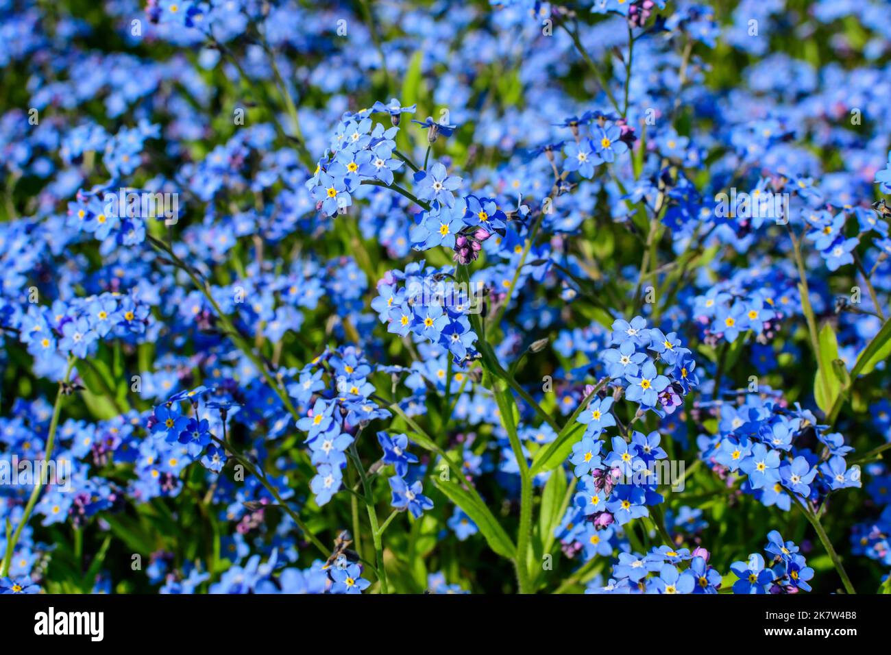 Lavender field with grasses hi-res stock photography and images - Alamy