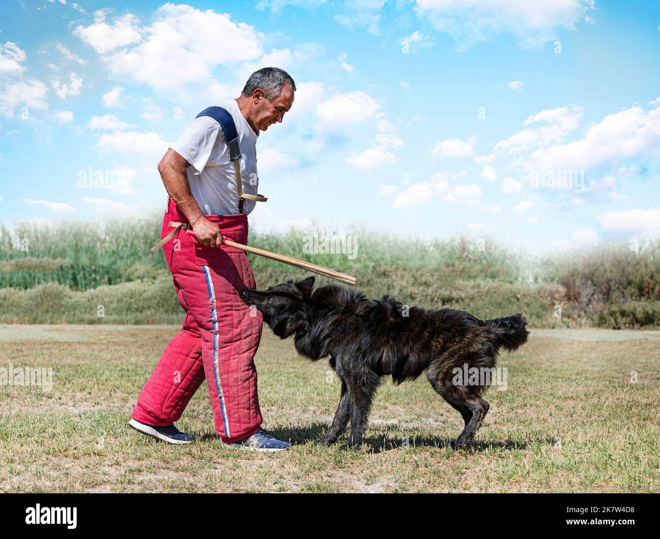 Long-haired Dutch Shepherd training in the nature for security Stock ...