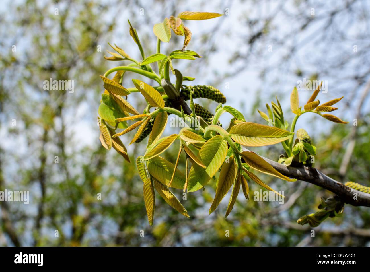 Bio walnut tree hi-res stock photography and images - Alamy