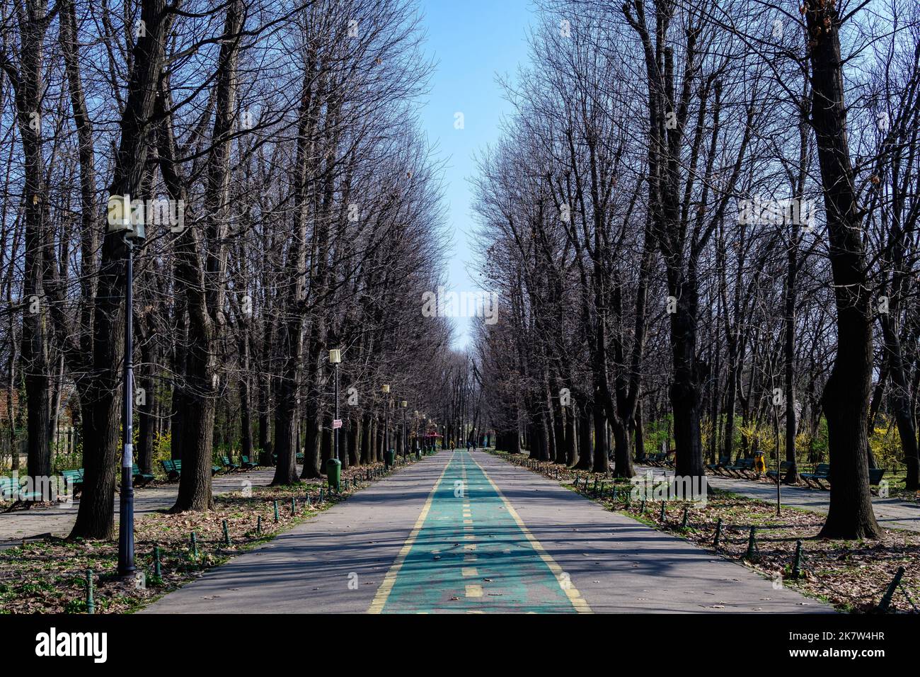 Landscape with large green trees and long walking alley in Herastrau ...