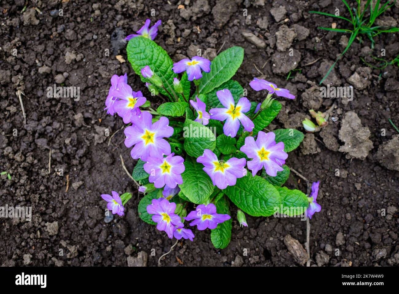 Purple cowslip hi-res stock photography and images - Alamy
