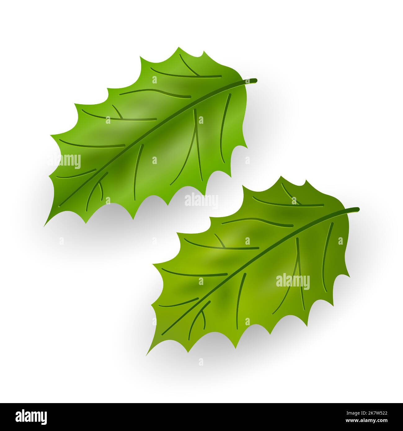 Green holly leaves isolated on white background. Christmas holly ...