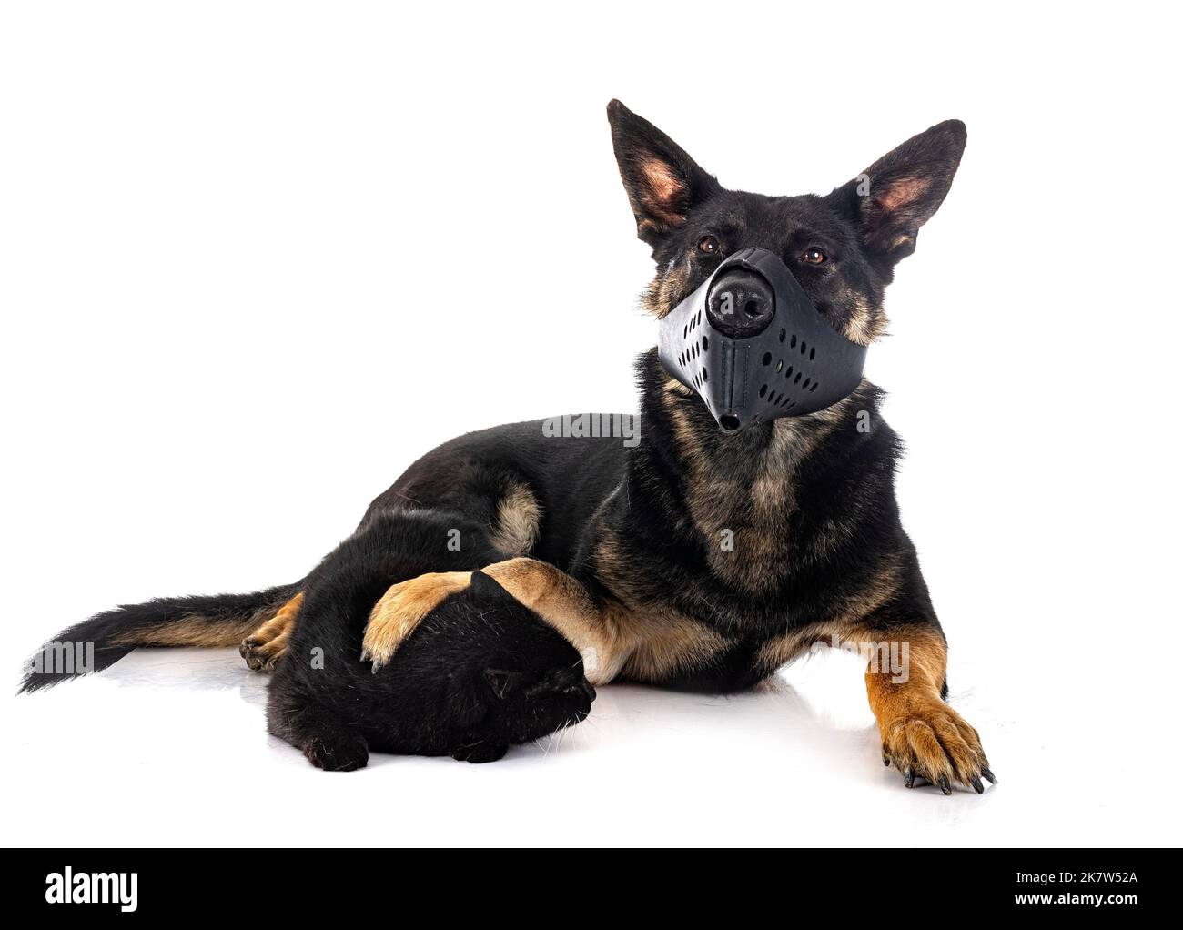 young german shepherd and cat in front of white background Stock Photo ...