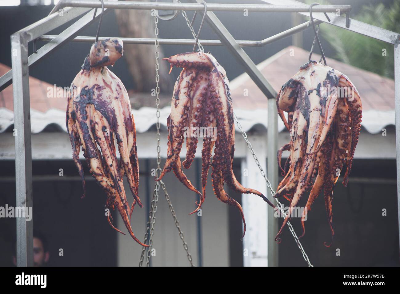 Hanging octopuses being cooked over a low heat at a food festival in ...