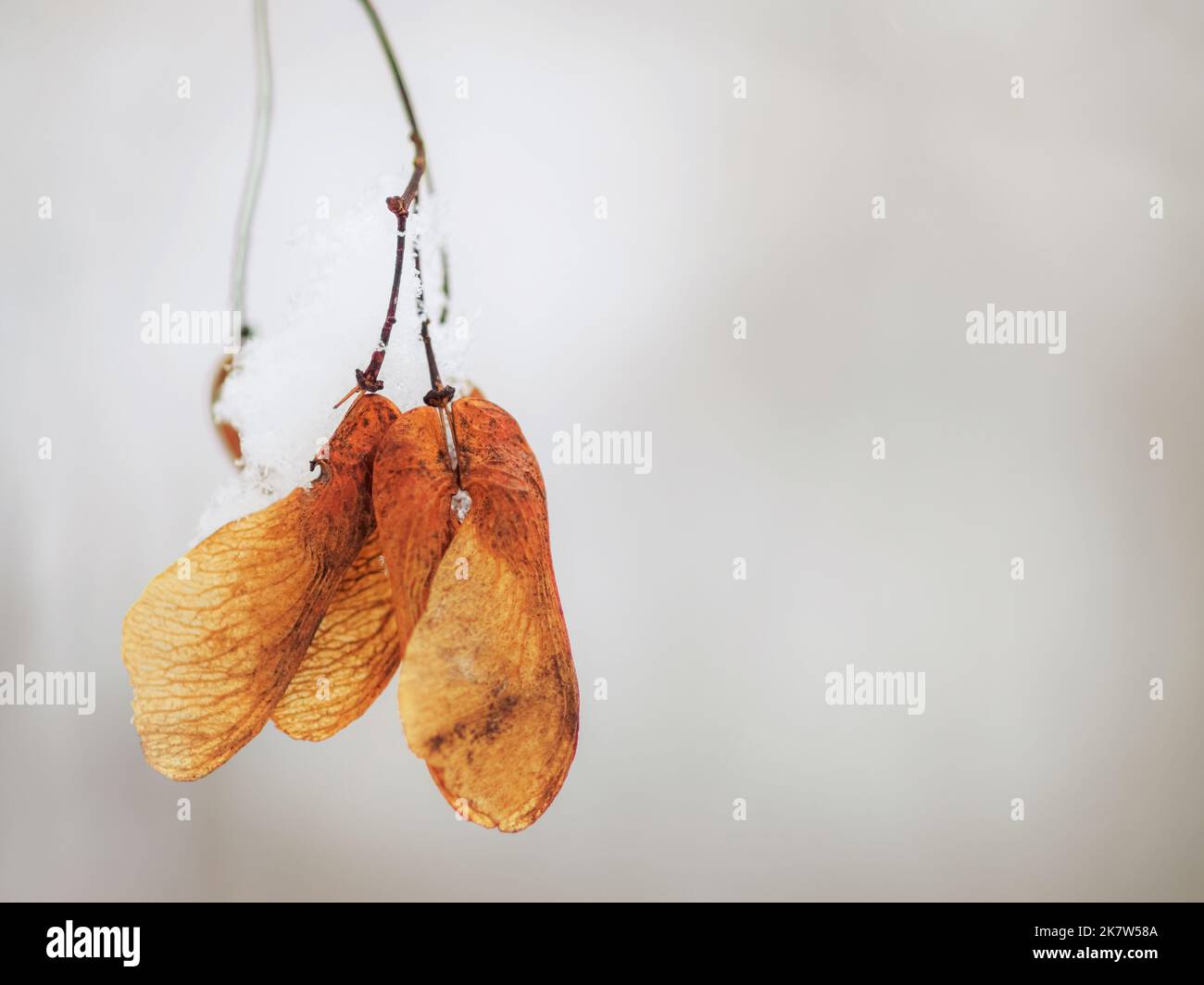 dry maple seeds on a tree branch in a winter season, close up photo ...