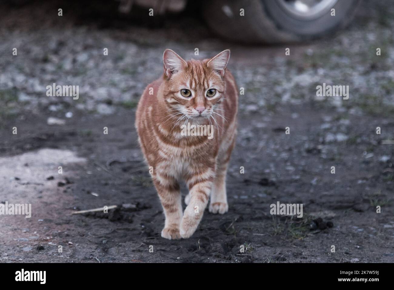Ginger farm cat on colour depleted background Stock Photo - Alamy