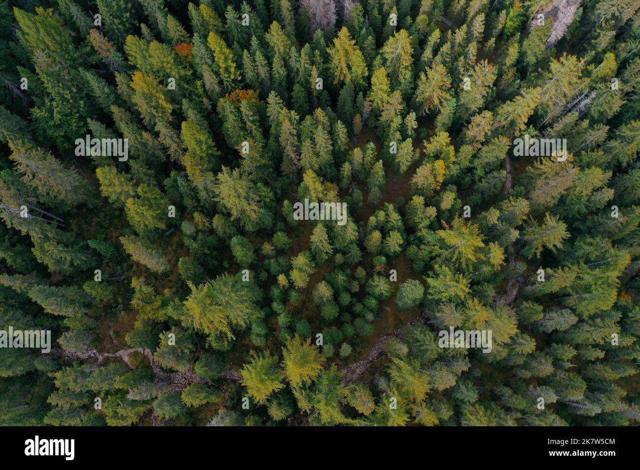 Waldlandschaft aus der Luft fotografiert. Wanderwege im Wald mit der Drohne aufgenommen Stock ...