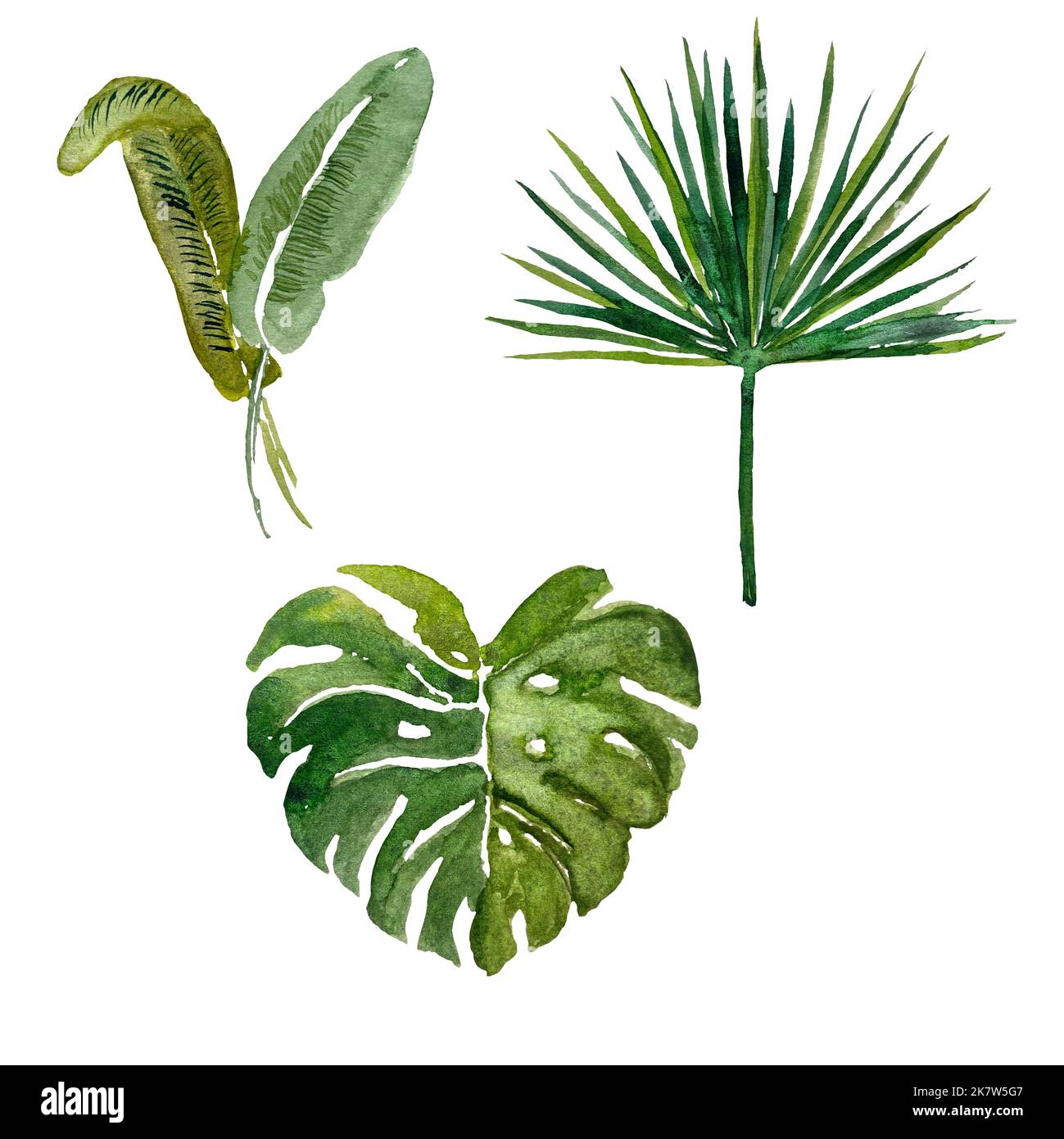 Green palm leaves set a watercolor illustration Stock Photo - Alamy Green palm leaves set a watercolor illustration Stock Photo - Alamy
