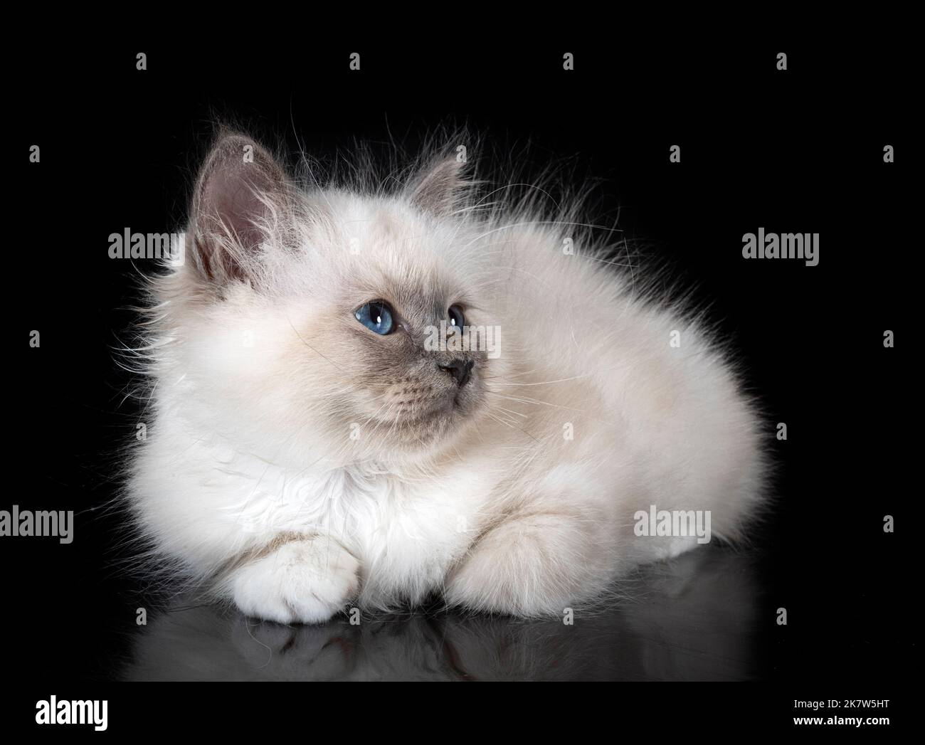birman kitten in front of black background Stock Photo - Alamy