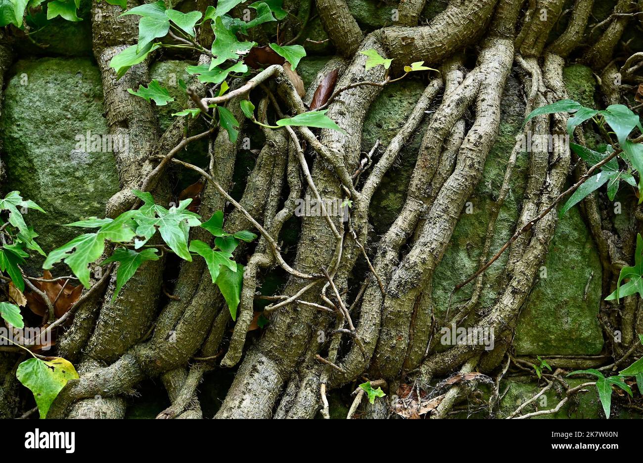 Rivington. UK. 19 October 2022. Rivington reservoir. Large ivy roots ...