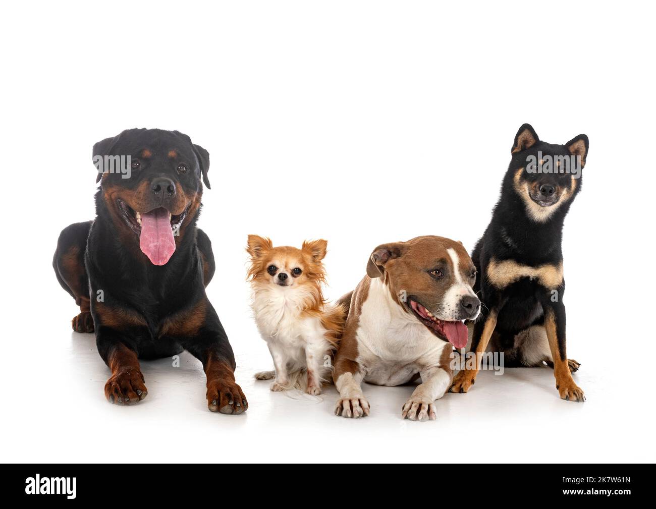 four dogs in front of white background Stock Photo - Alamy