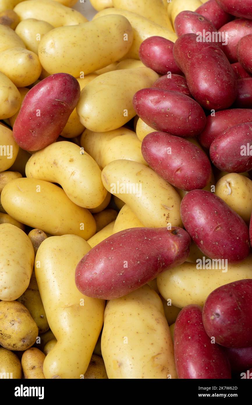 Various types of potatoes and potato colors on a stall at a food ...