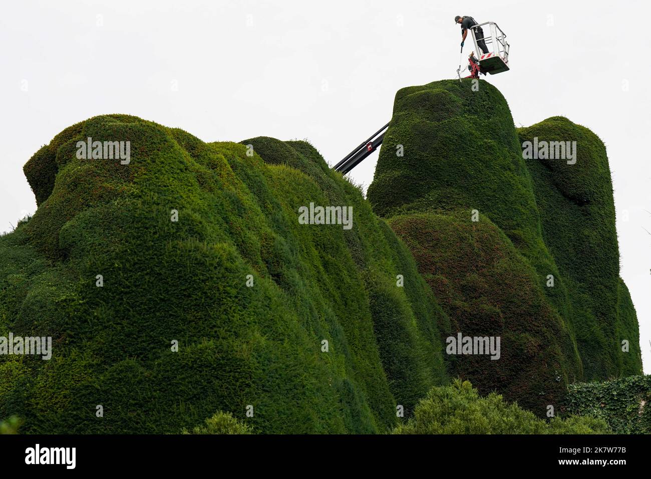National Trust gardener Dan Bull works from a cherry-picker to trim a ...