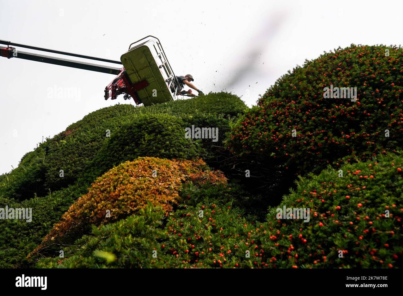 National Trust gardener Dan Bull works from a cherry-picker to trim a ...