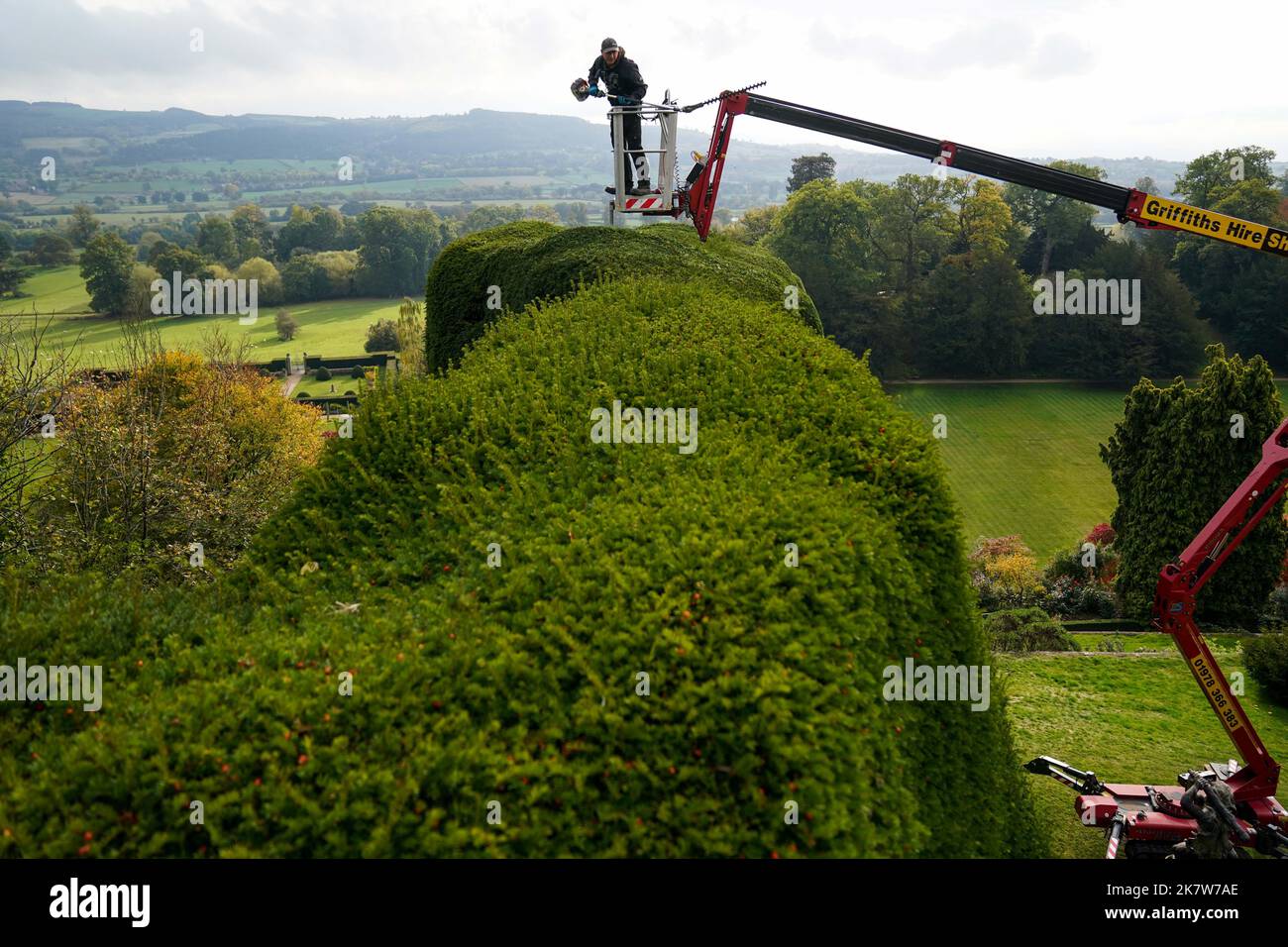National Trust gardener Dan Bull works from a cherry-picker to trim a ...
