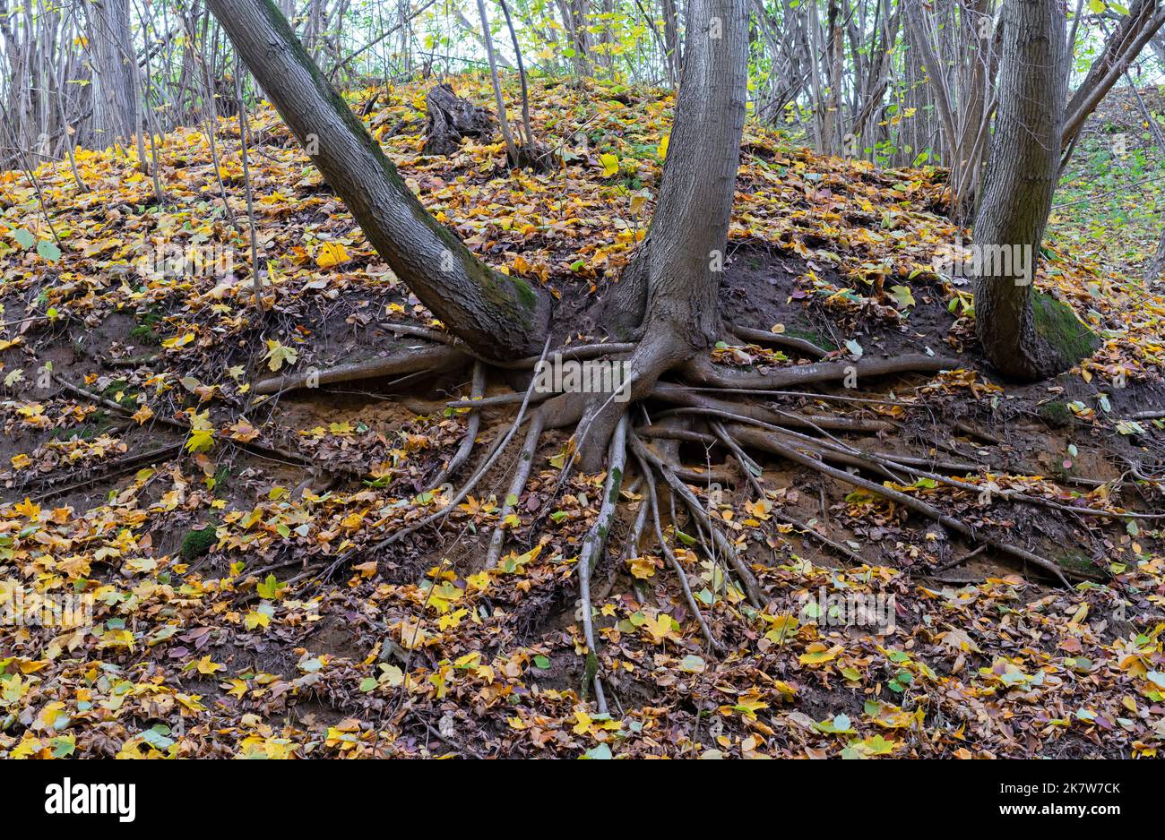 Powerful tree roots on the surface of a forest hill Stock Photo - Alamy