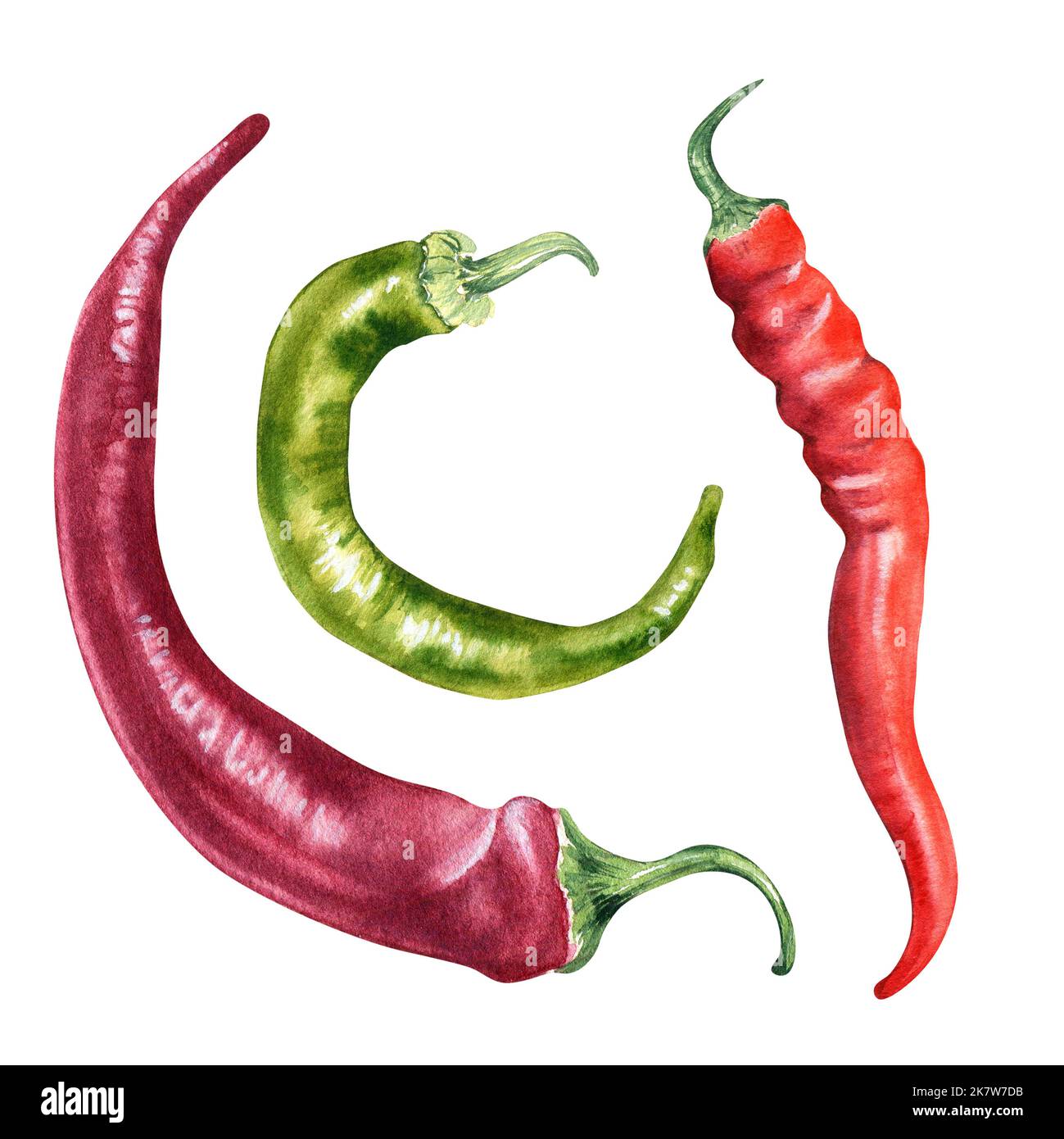 Red chili hot pepper watercolor illustration isolated on white ...